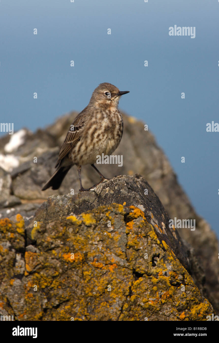 Rock pipit Anthus petrosus Scotland Stock Photo - Alamy