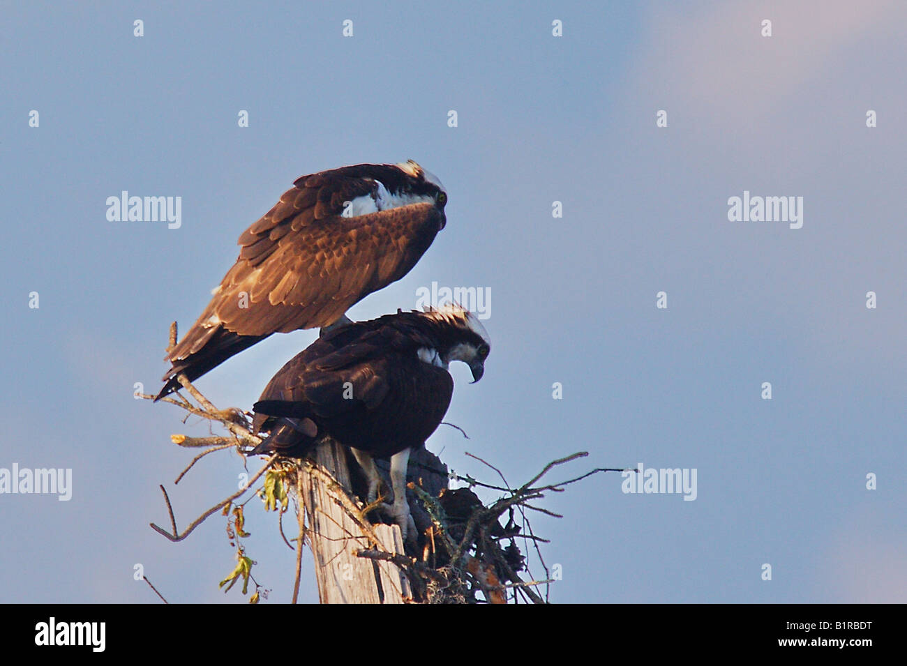 A pair of ospreys keep a distant watch on their nesting site from a ...