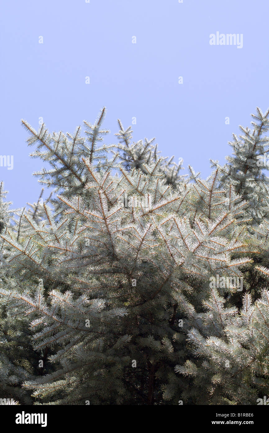 the branches of Blue fir tree Stock Photo - Alamy