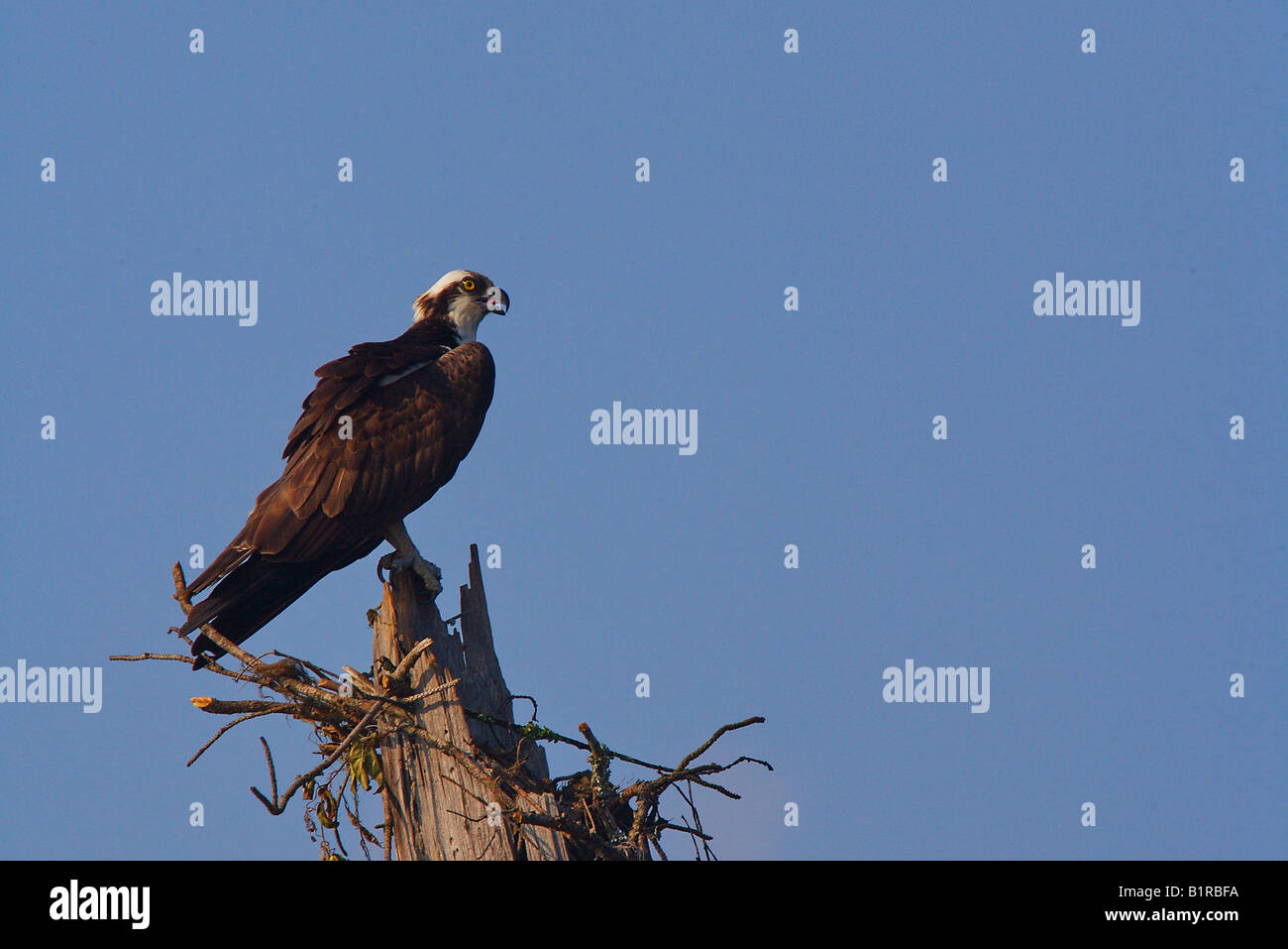 An osprey begins to build a nest on top of a cypress snag located on ...