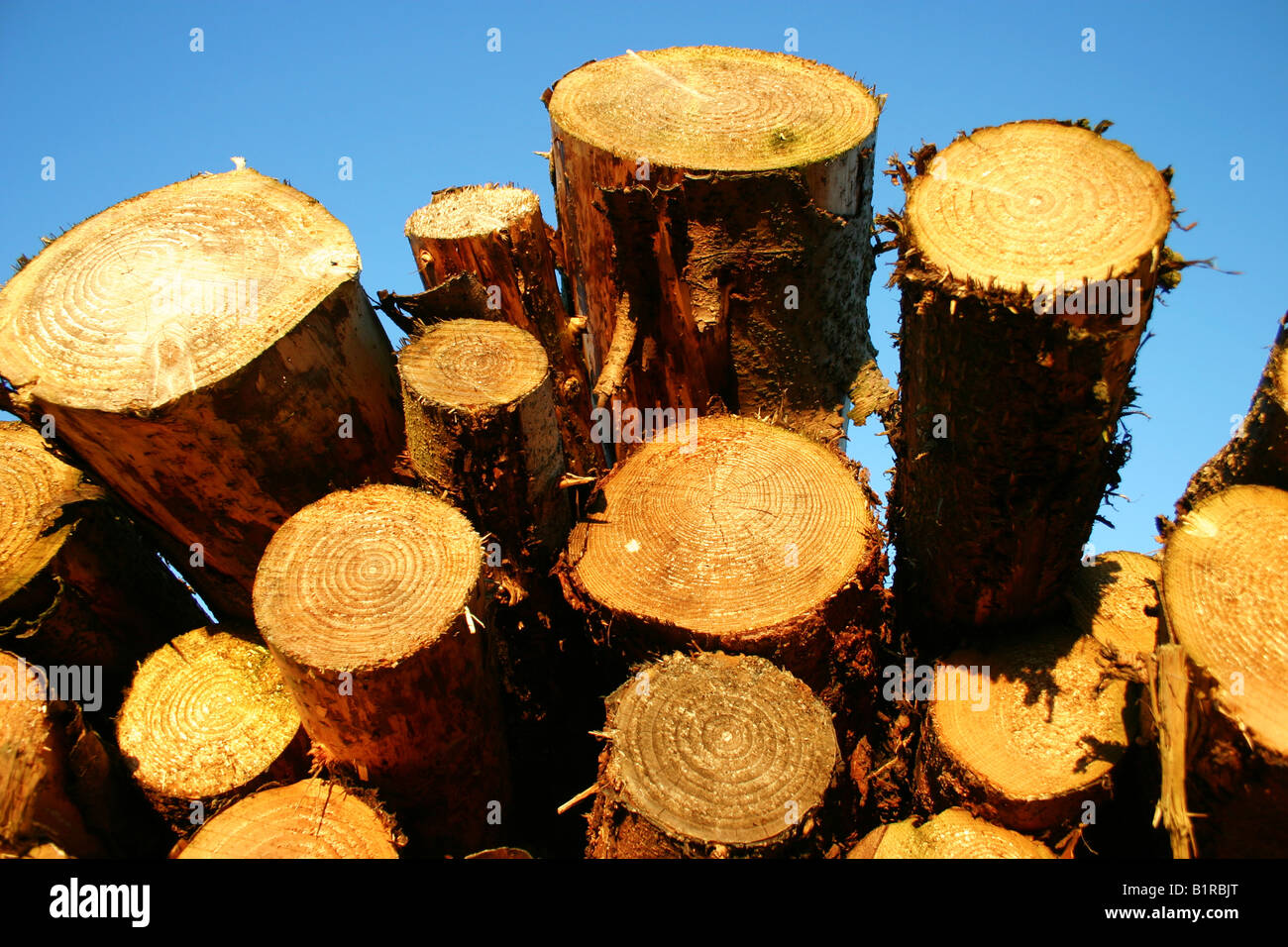 Stack of newly sawn logs/tree trunks Stock Photo - Alamy