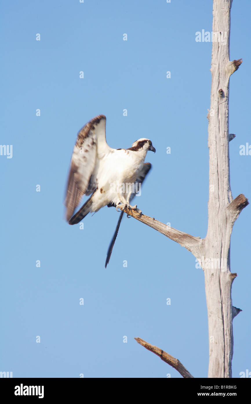 Water bird nest nesting Cut Out Stock Images & Pictures - Alamy