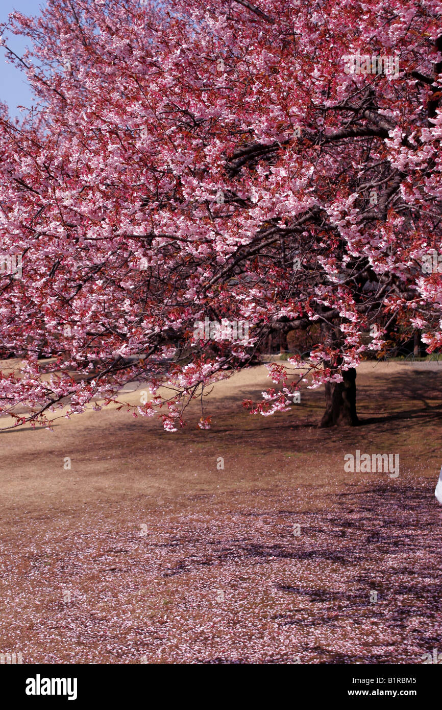 The National Cherry Tree
