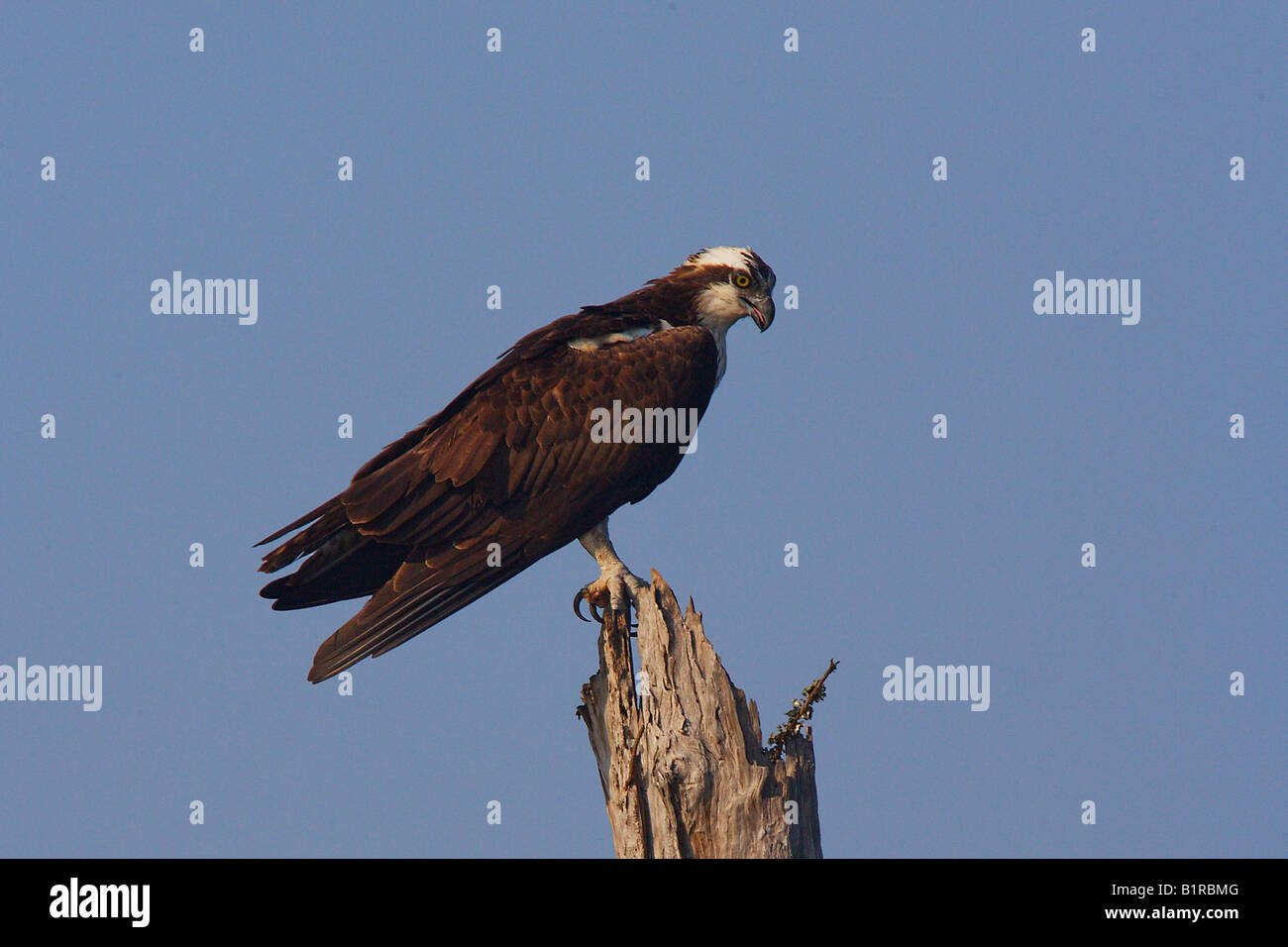 An osprey begins to build a nest on top of a cypress snag located on ...