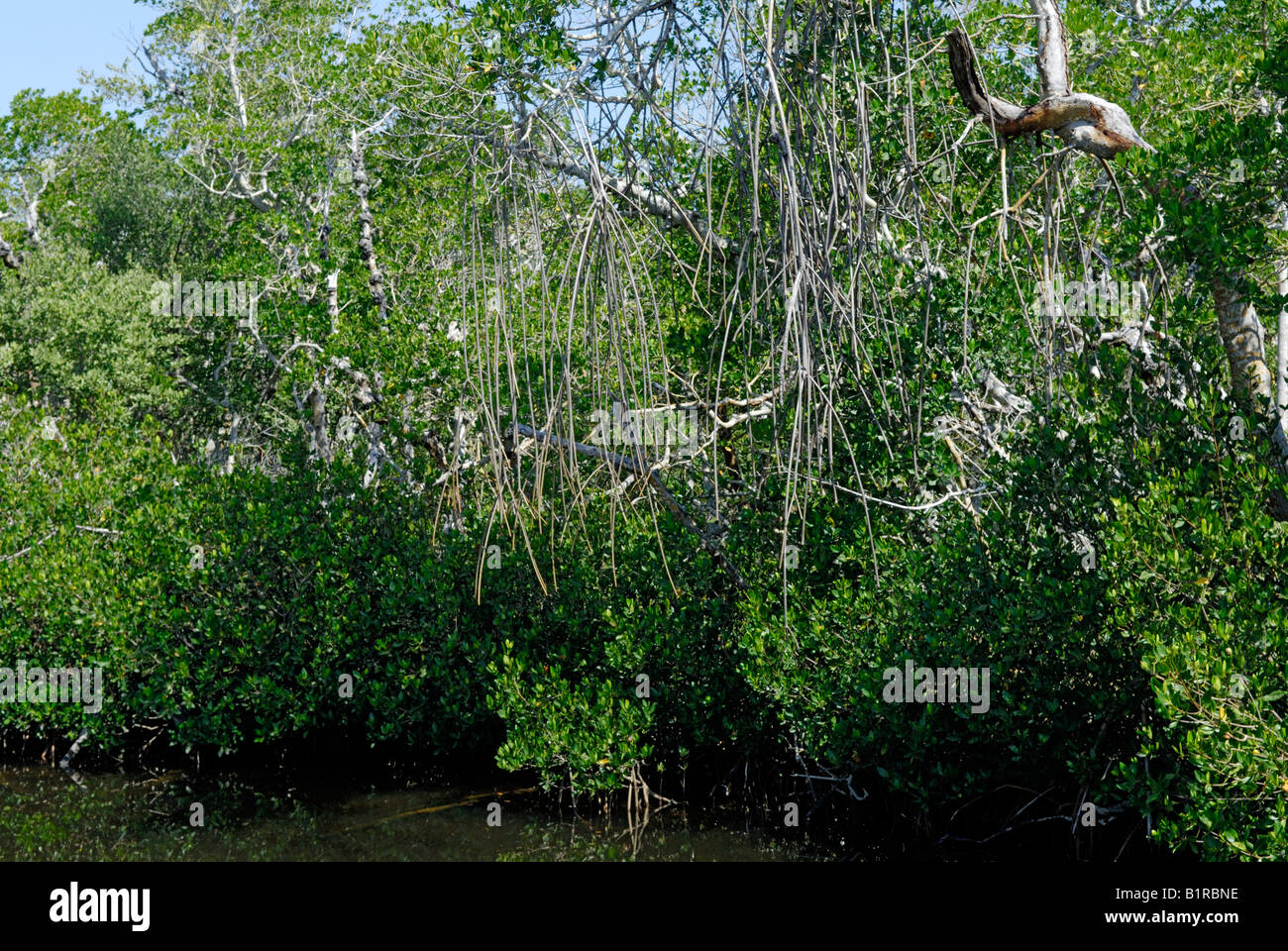 Swamp red mangrove rhizophora mangle hi-res stock photography and ...