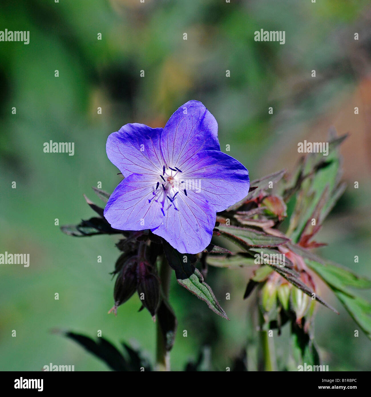 Geranium pratense 'Purple Haze' Stock Photo - Alamy