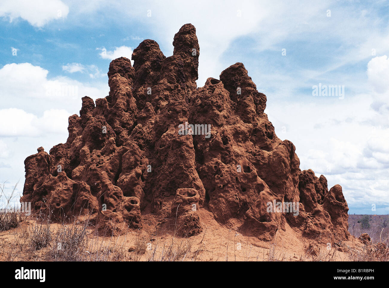 Close up of the top of a termite mound giving a clear view of the ...