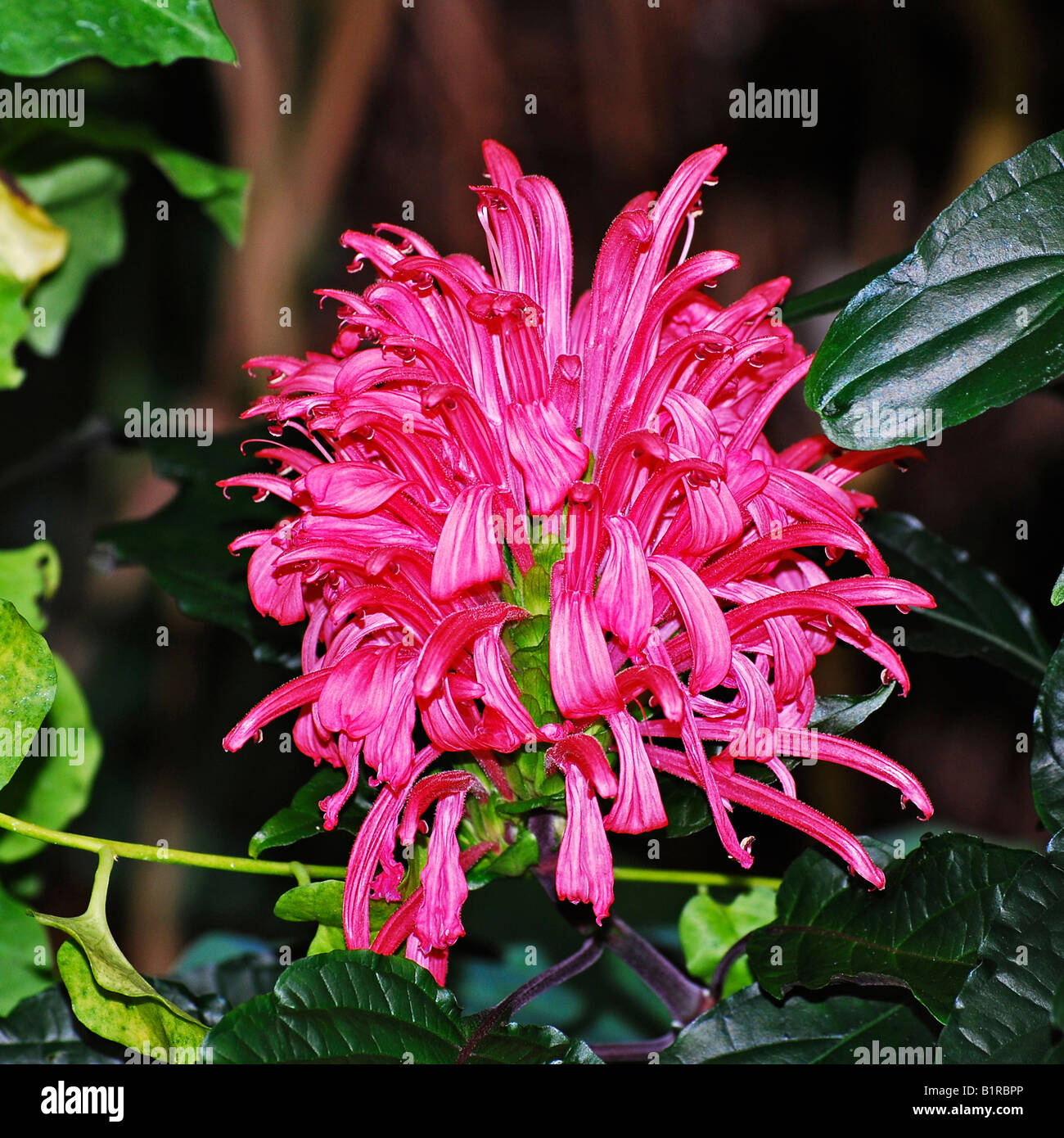 Justicia carnea syn. Jacobinia carnea Stock Photo - Alamy