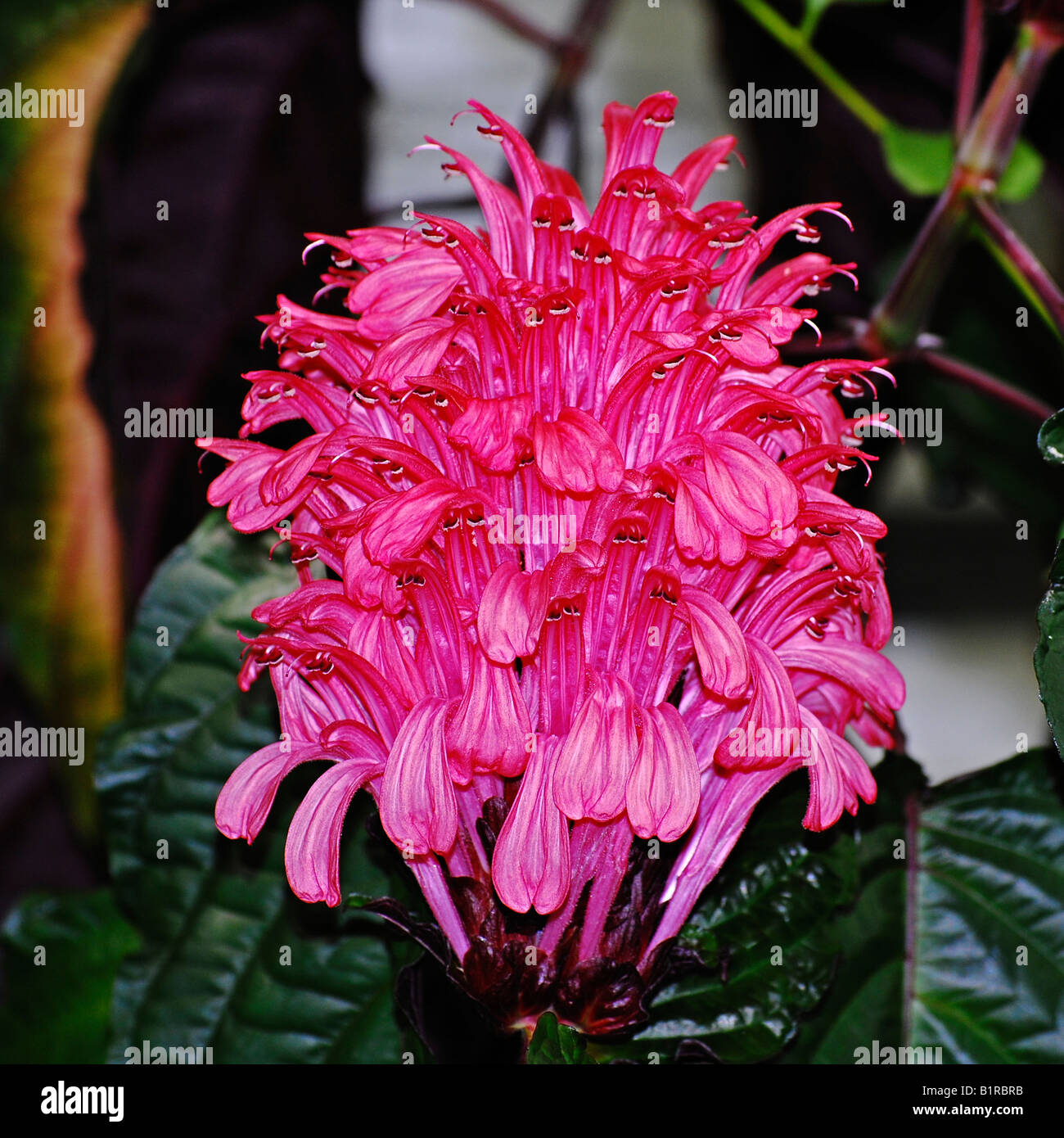 Justicia carnea syn. Jacobinia carnea Stock Photo - Alamy