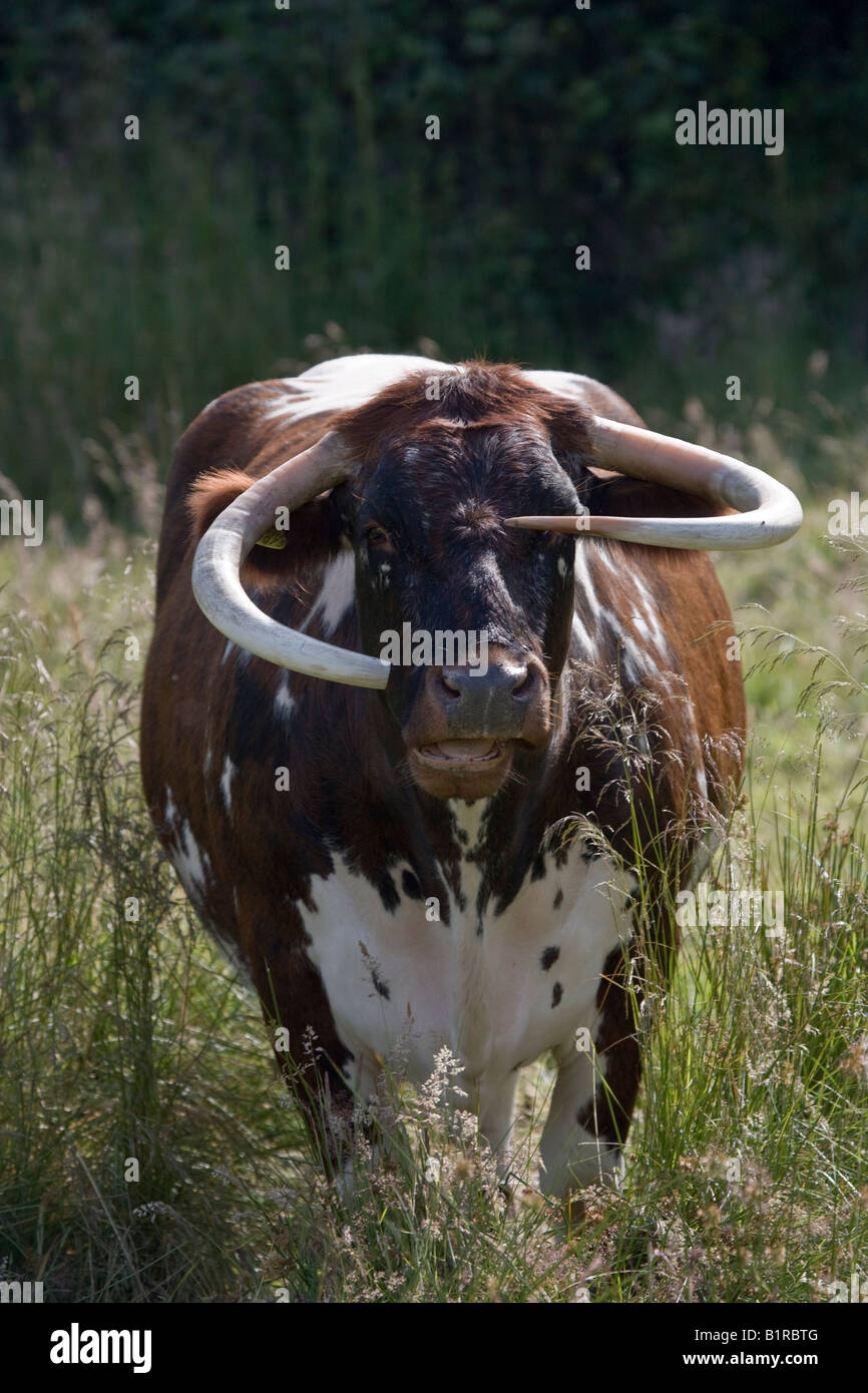 English Longhorn Cattle Epping Forest Essex Stock Photo - Alamy