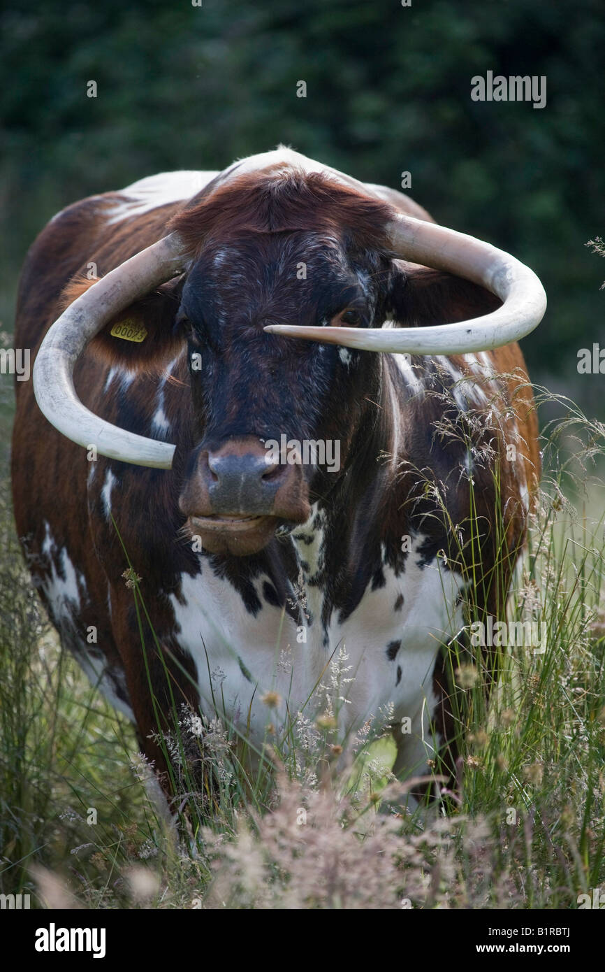 English longhorn hi-res stock photography and images - Alamy