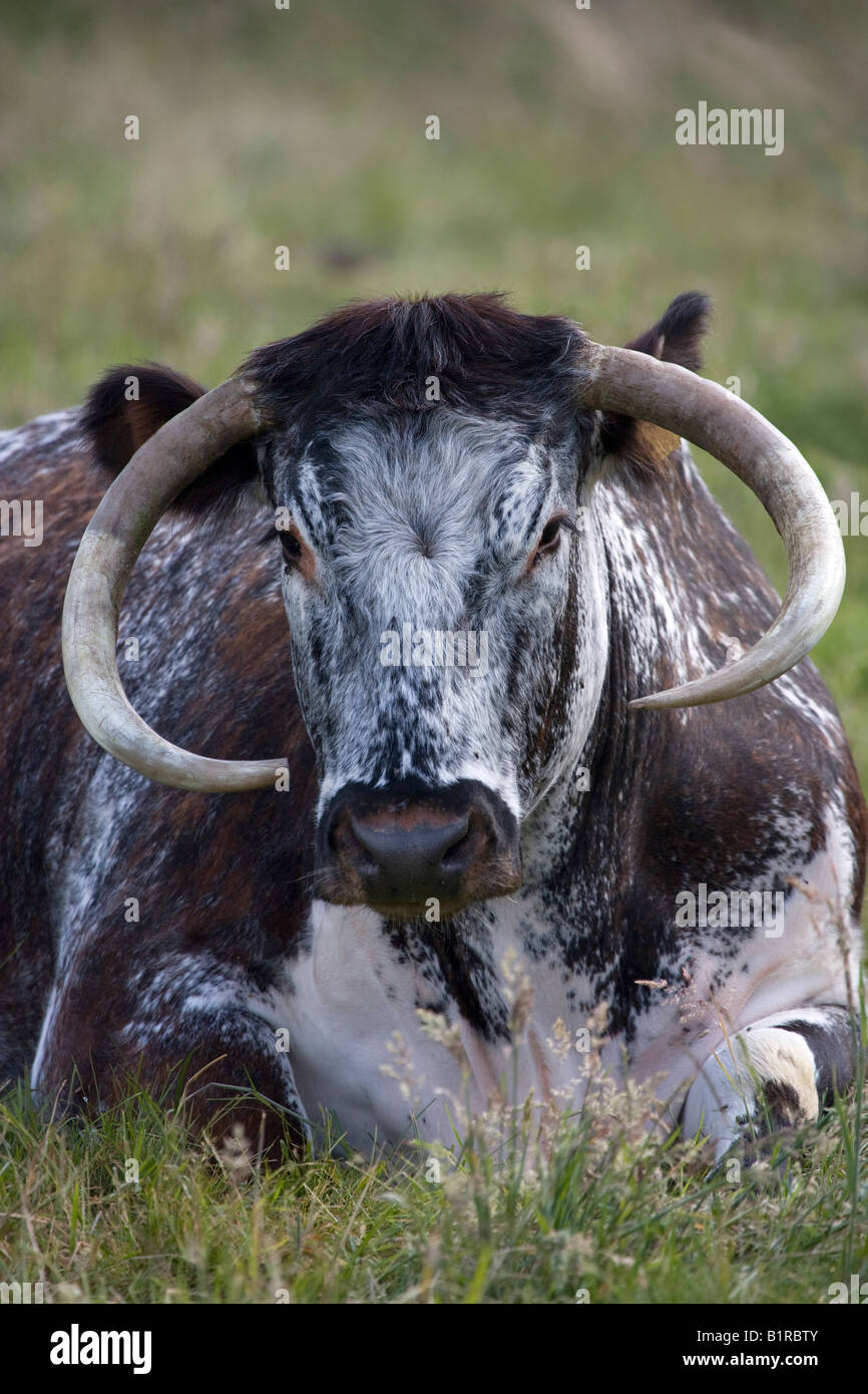 English Longhorn Cattle Epping Forest Essex Stock Photo - Alamy
