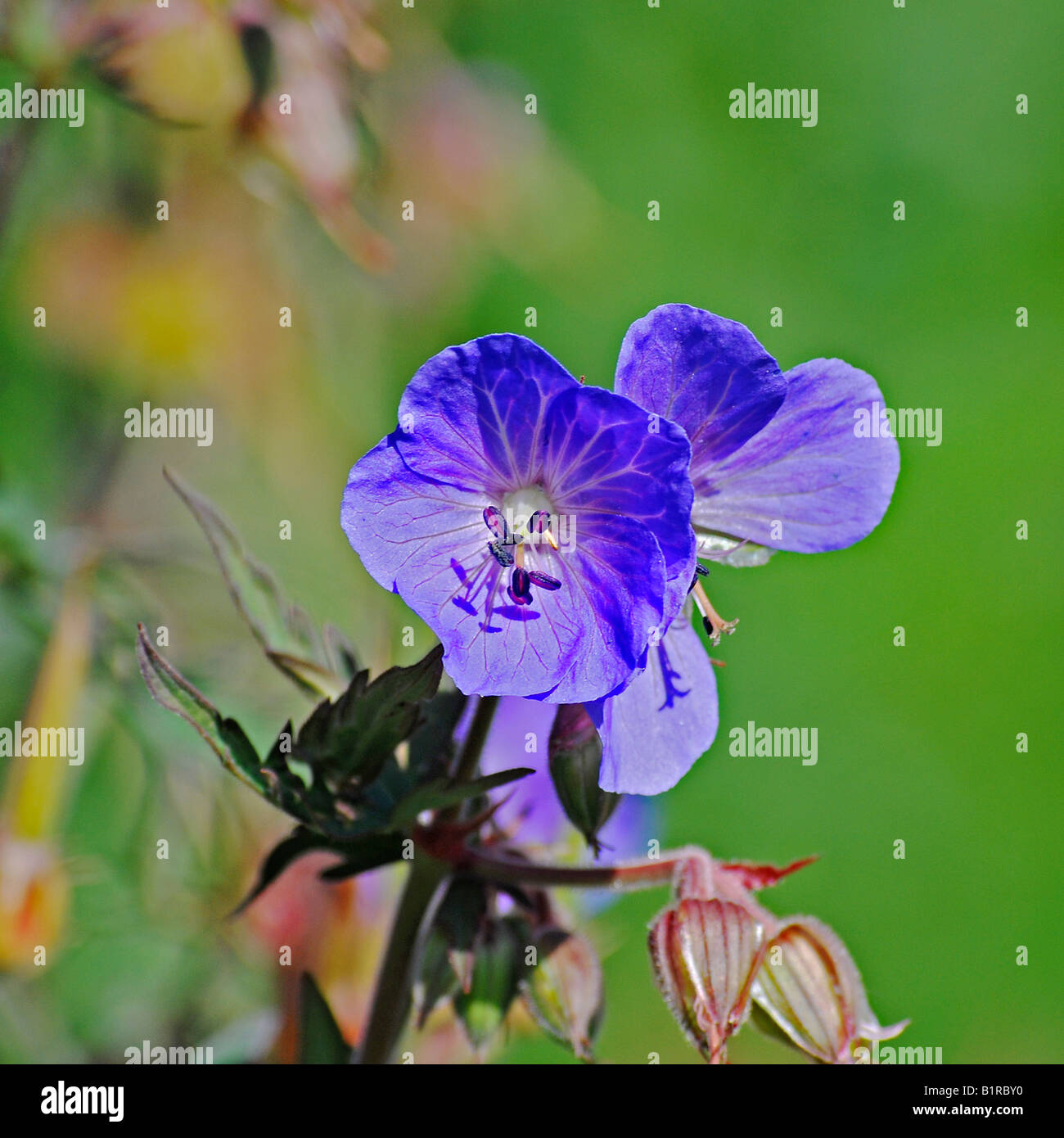 Geranium pratense 'Purple Haze' Stock Photo - Alamy