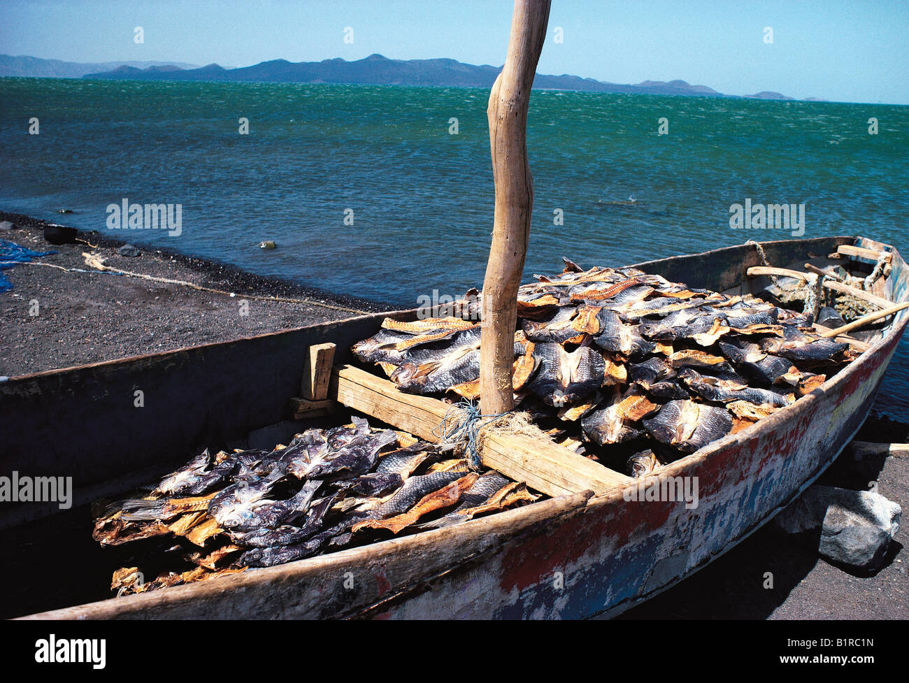 Luo sailing canoe and load of dried fish Lake Turkana Kenya East Africa ...