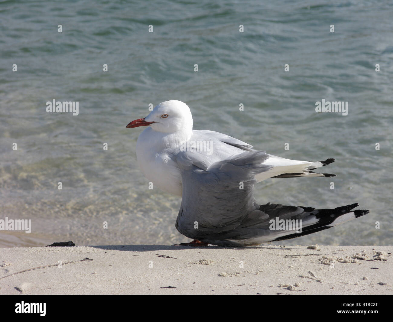 Seagull with broken wing Stock Photo - Alamy