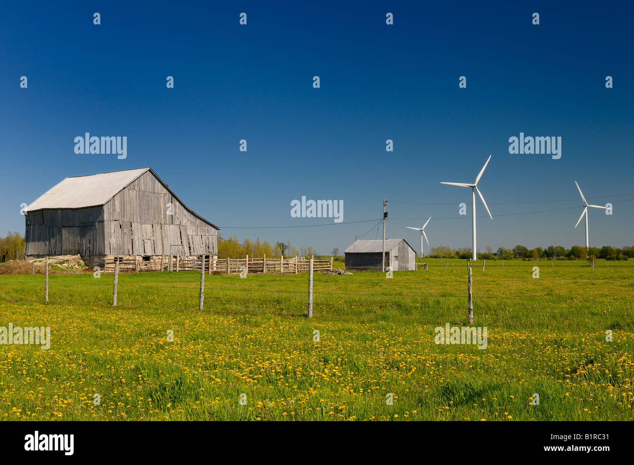 Dandelions and dilapidated barn at Ferndale Wind Farm Bruce Peninsula ...