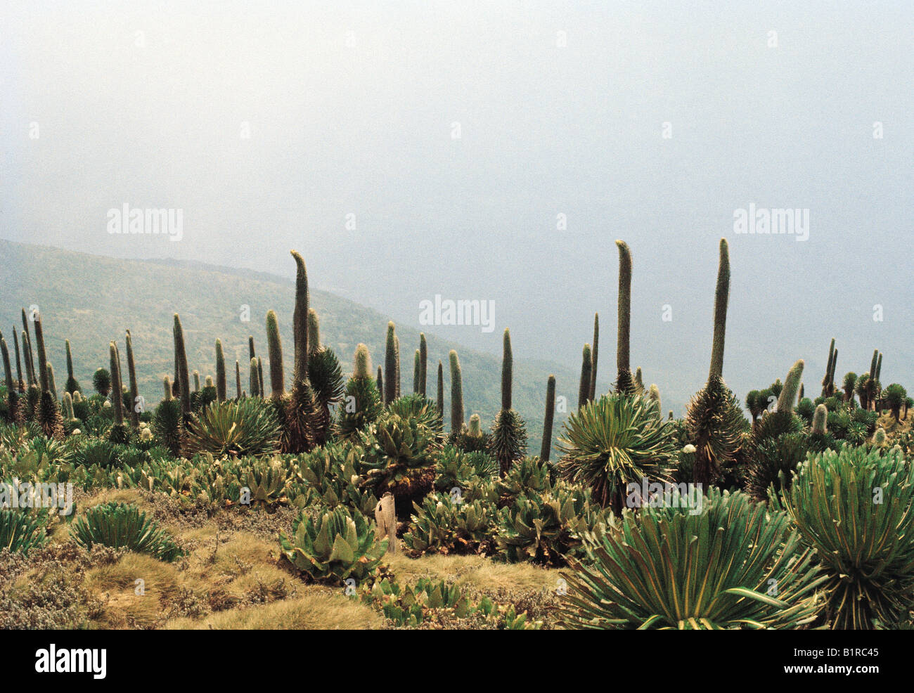 4127 hi-res stock photography and images - Alamy