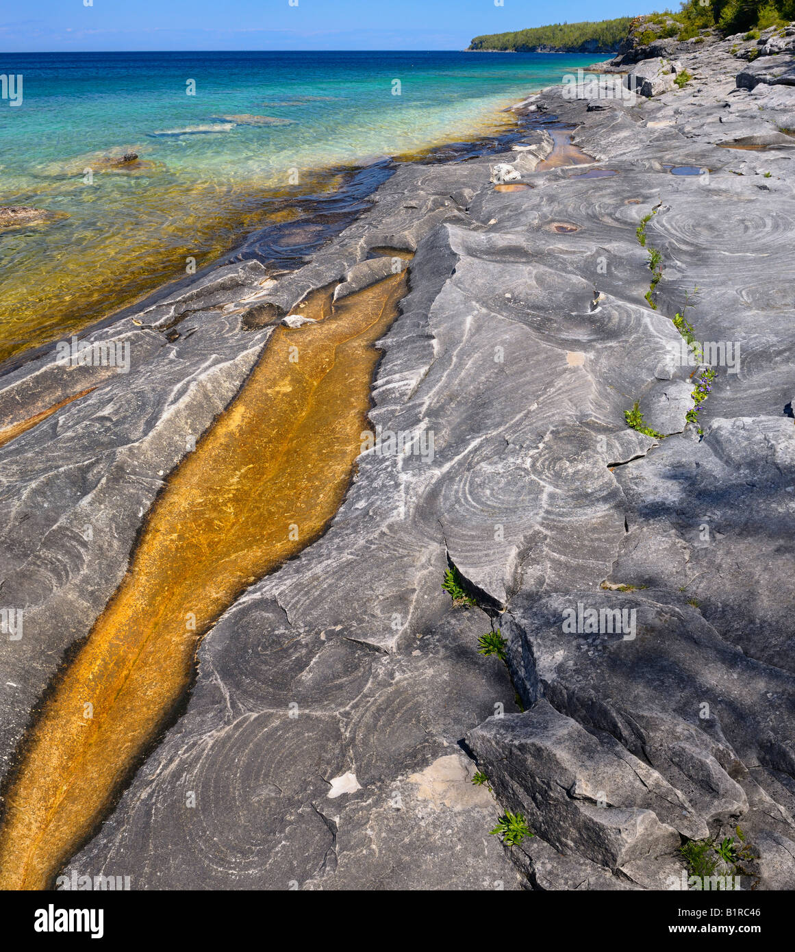 Orange algae and eroded limestone shore of Little Cove Bruce Peninsula ...