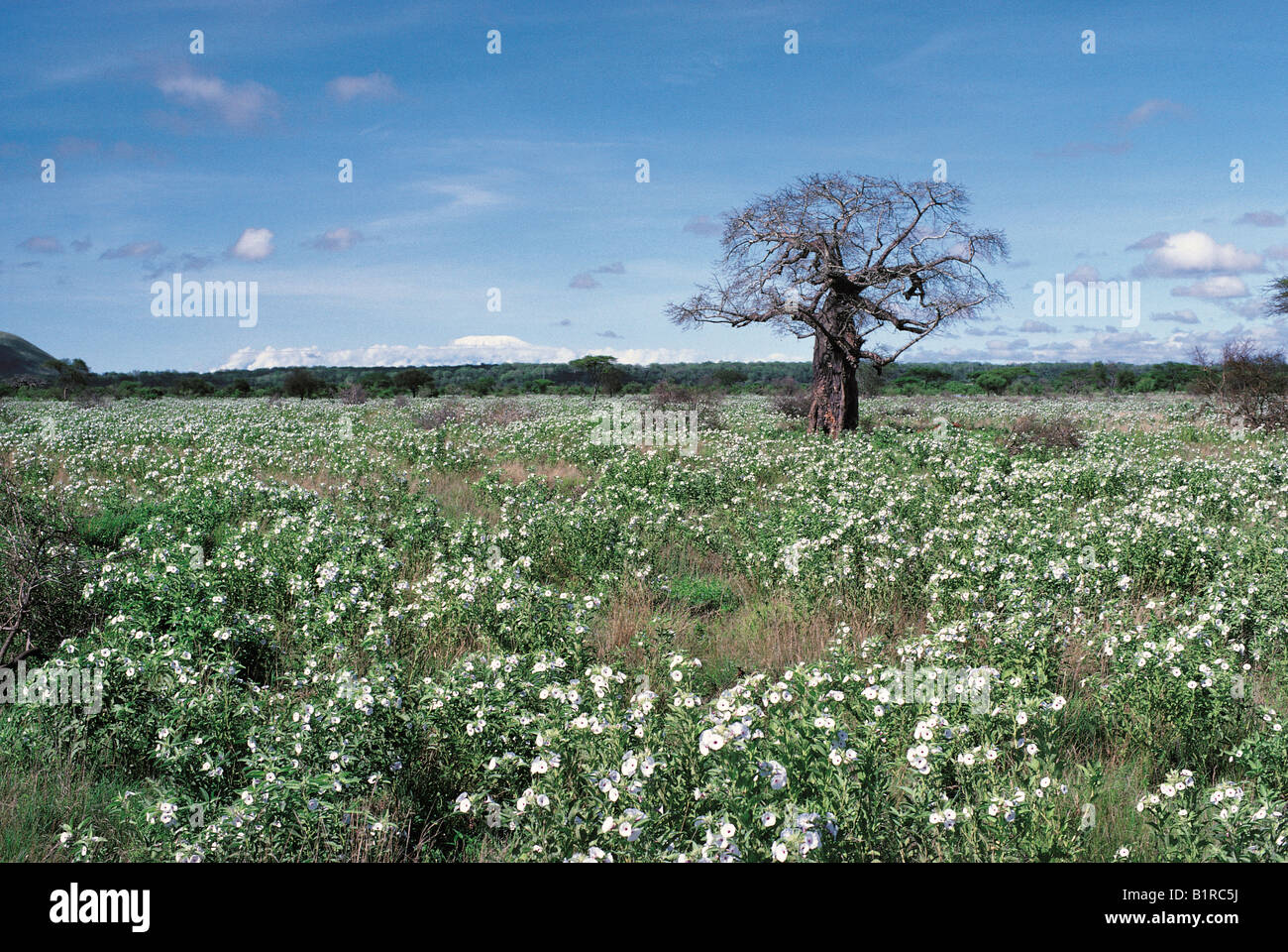 Baobab tree flowers hi-res stock photography and images - Alamy