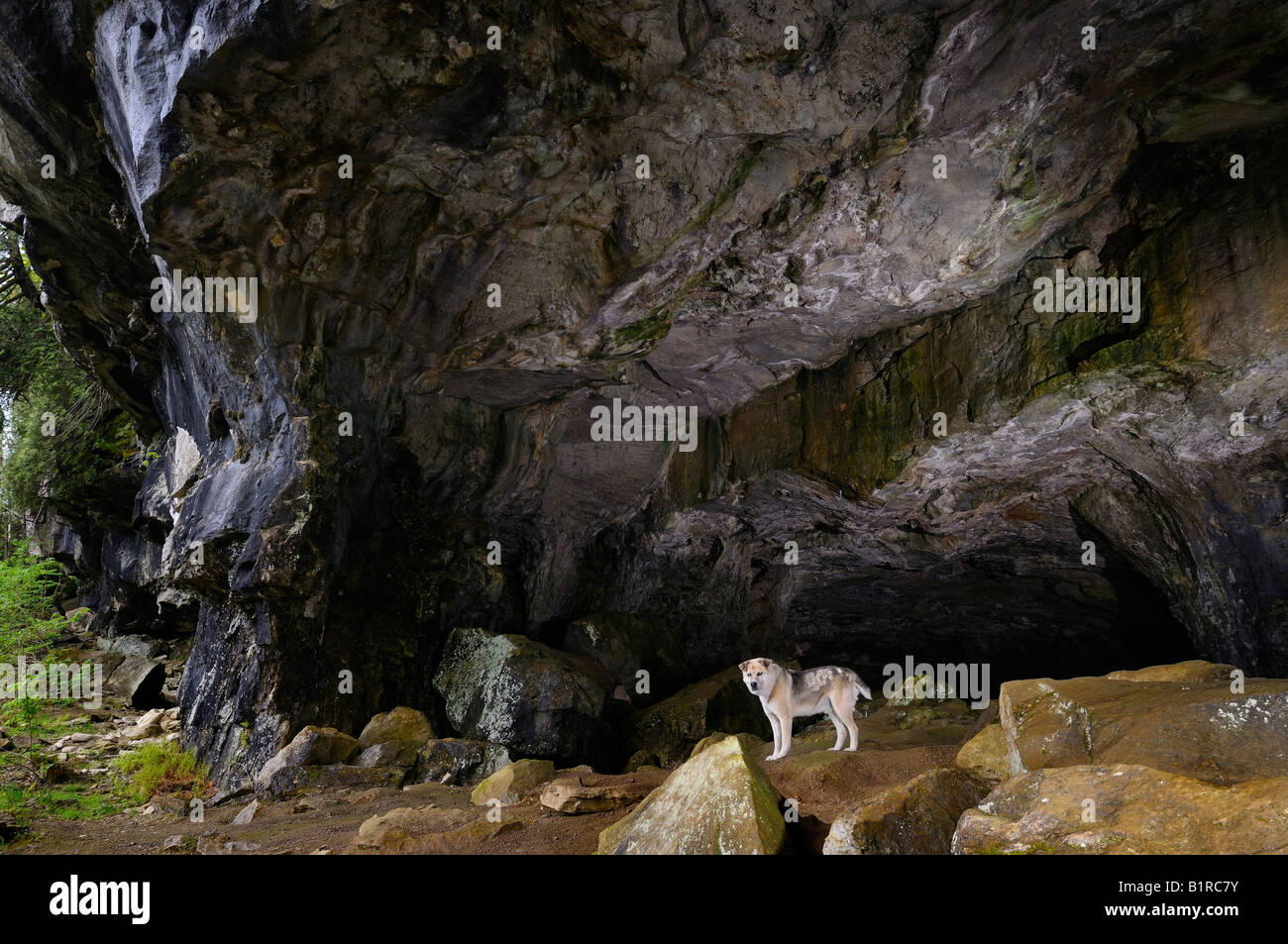 Dog at entrance of a huge chamber at Greigs Scenic Caves Niagara ...