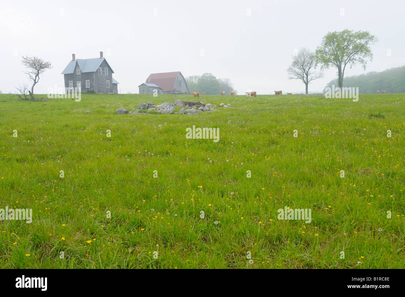Run down farm house and barn in fog with cattle and dandelions Bruce ...