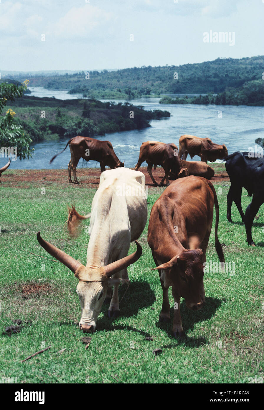 Cattle including a long horned Ankole cow close to River Nile near ...