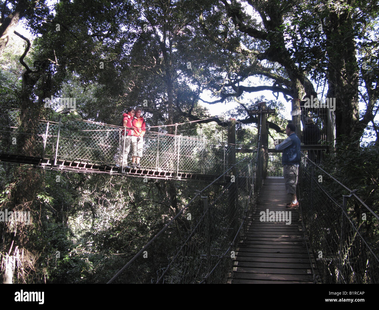 Tourist walking on tree walk in O Reilly Lamington Nation Park tree ...