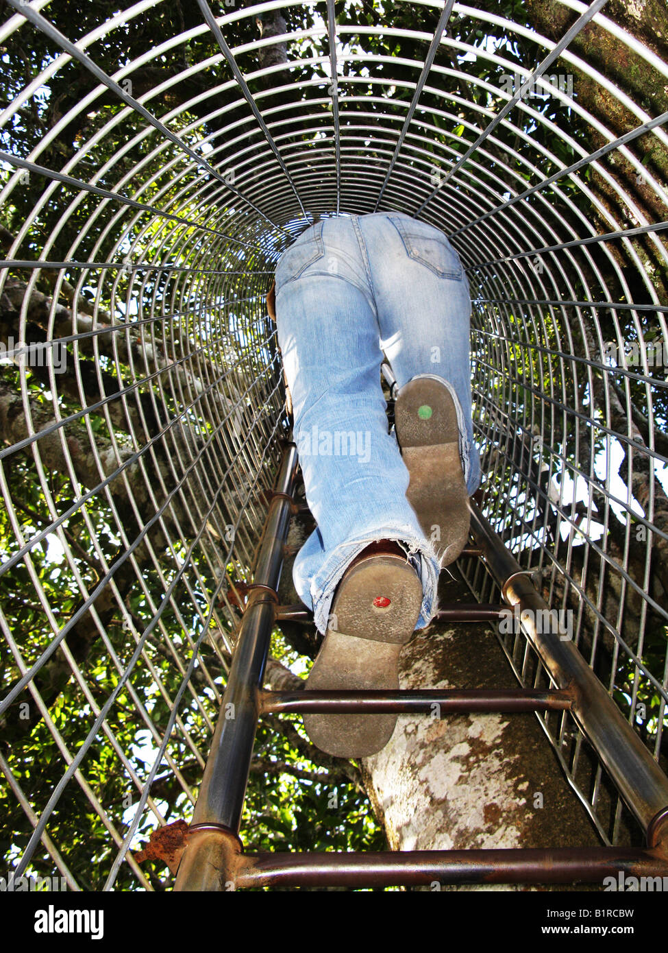 Person climbing up caged ladder to the top of tree walk O Reilly ...