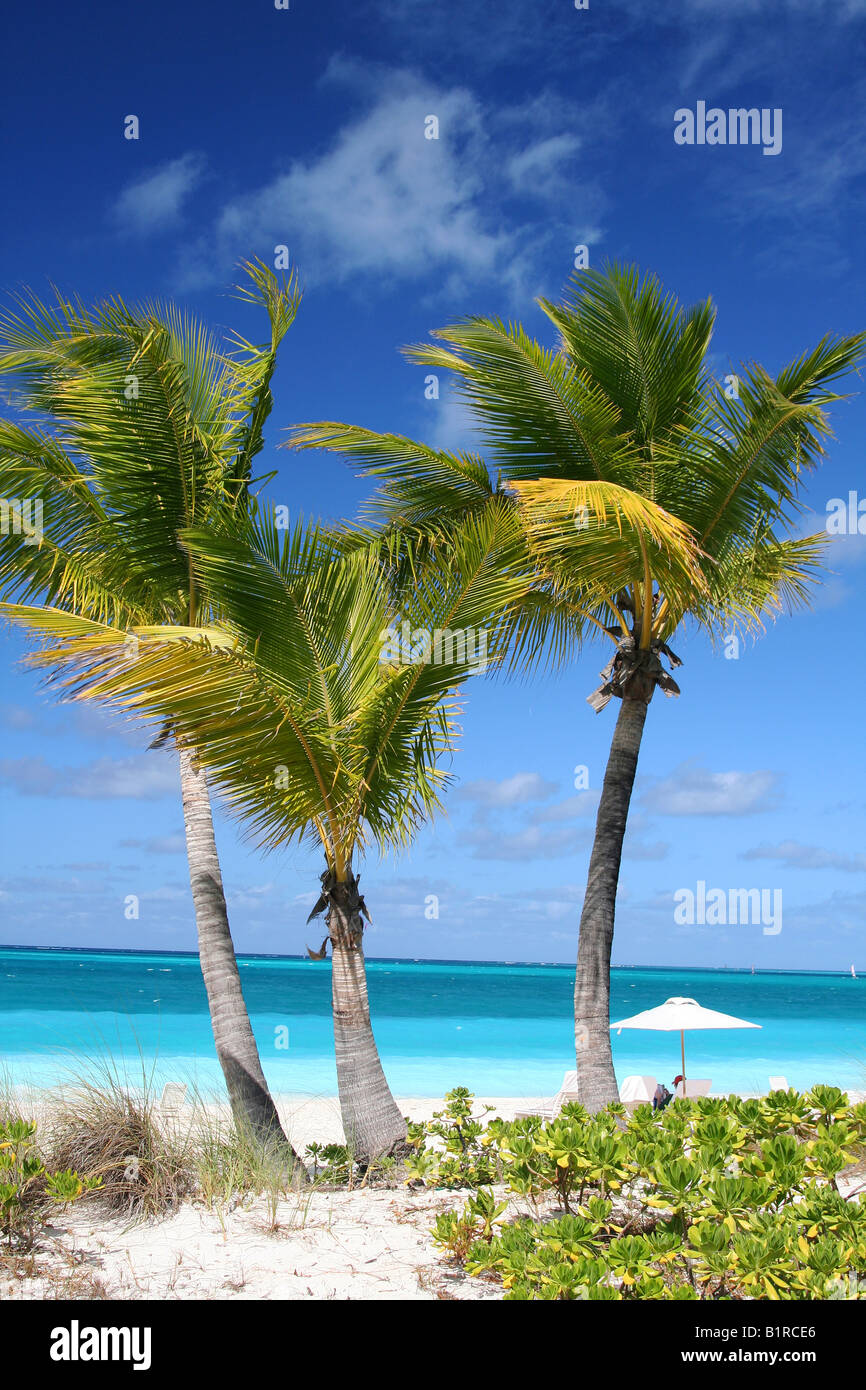 Palm trees palms beach paradise island islands tropical hi-res stock ...
