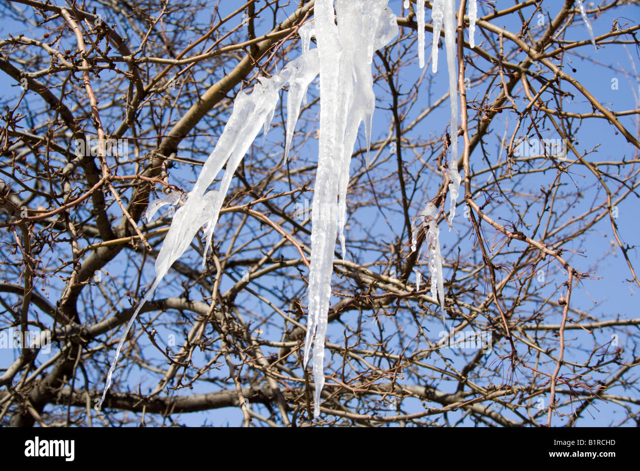 icicles on the branches of deciduous tree Stock Photo - Alamy