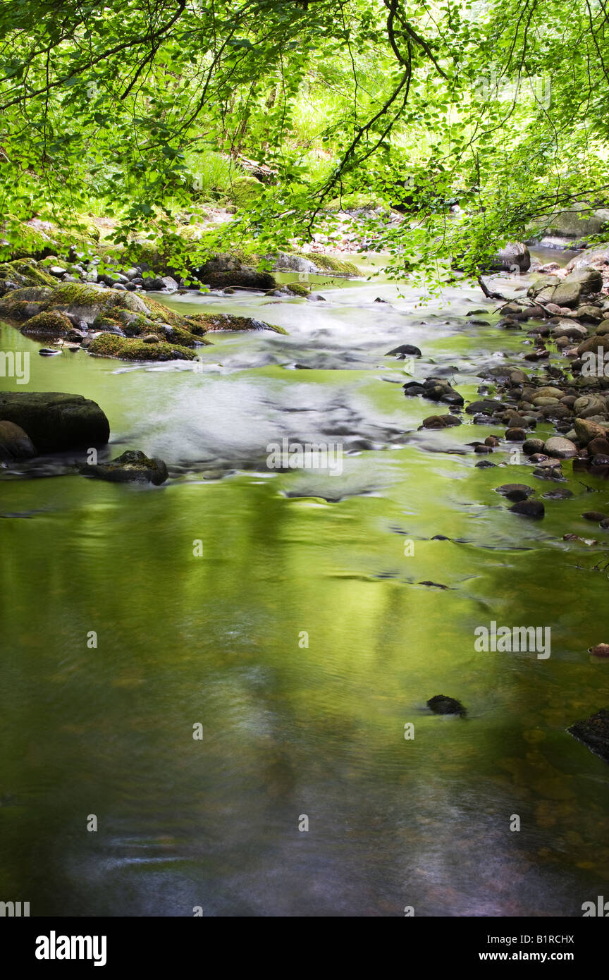 Scottish stream under trees. Cawdor woods, Nairnshire, Scotland Stock ...