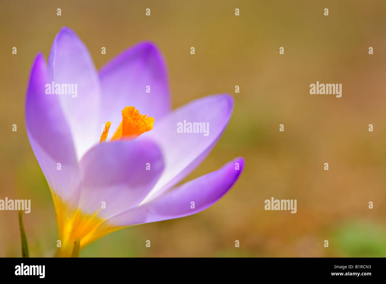 Blossom crocus hi-res stock photography and images - Alamy