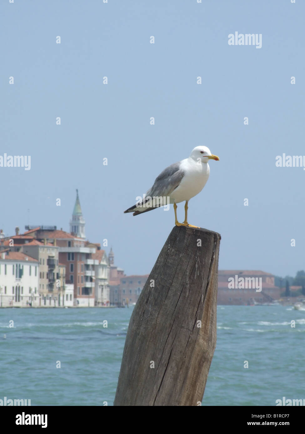 seagull and panorama of venice, italy Stock Photo - Alamy