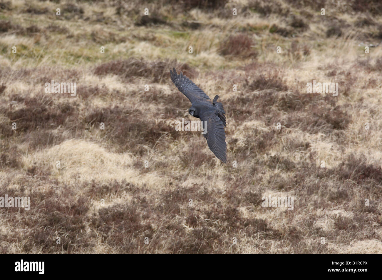 RAVEN CORVUS CORAX IN FLIGHT TOP VIEW Stock Photo - Alamy