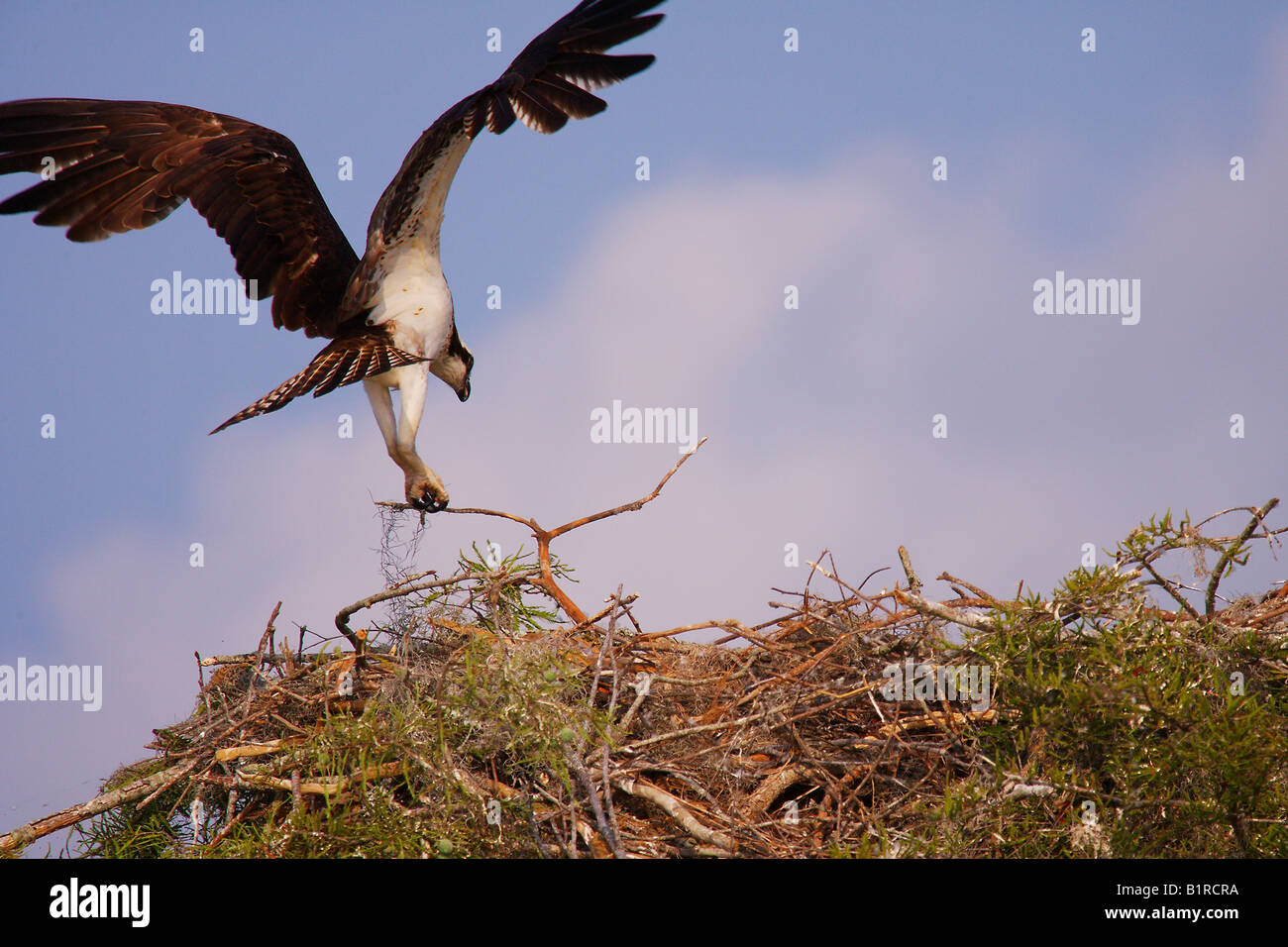 An Osprey gracefully returns to the chicks on its nesting site located ...