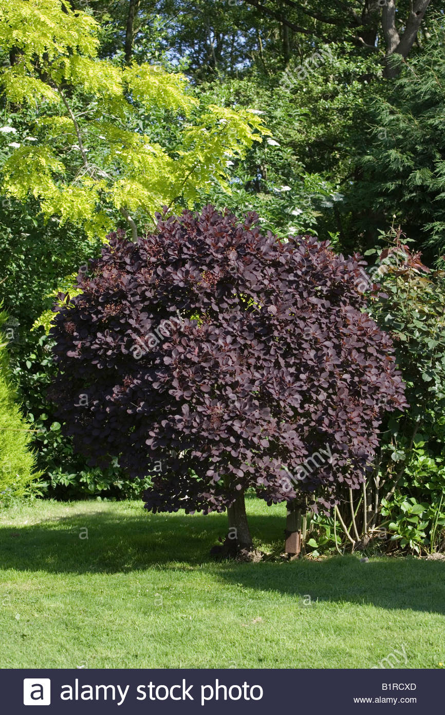 Cotinus Coggygria Or Smoke Tree High Resolution Stock Photography and ...