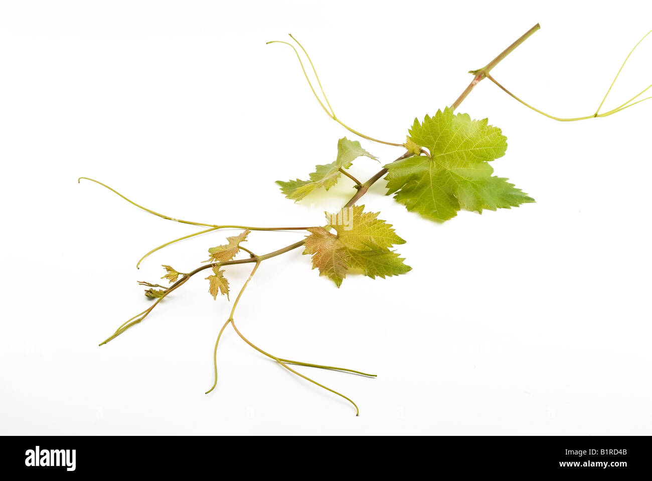 young and fresh grapevine isolated on white Stock Photo - Alamy