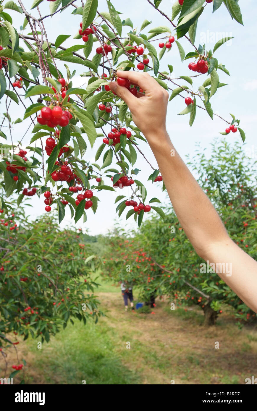 Picking their own fruit from trees hi-res stock photography and images ...