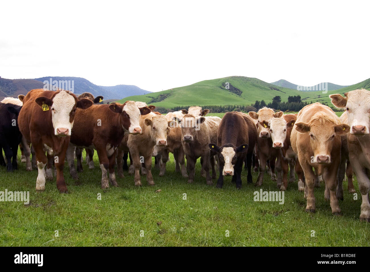 A herd of inquisitive cows check out the photographer. Taken in Catlins ...