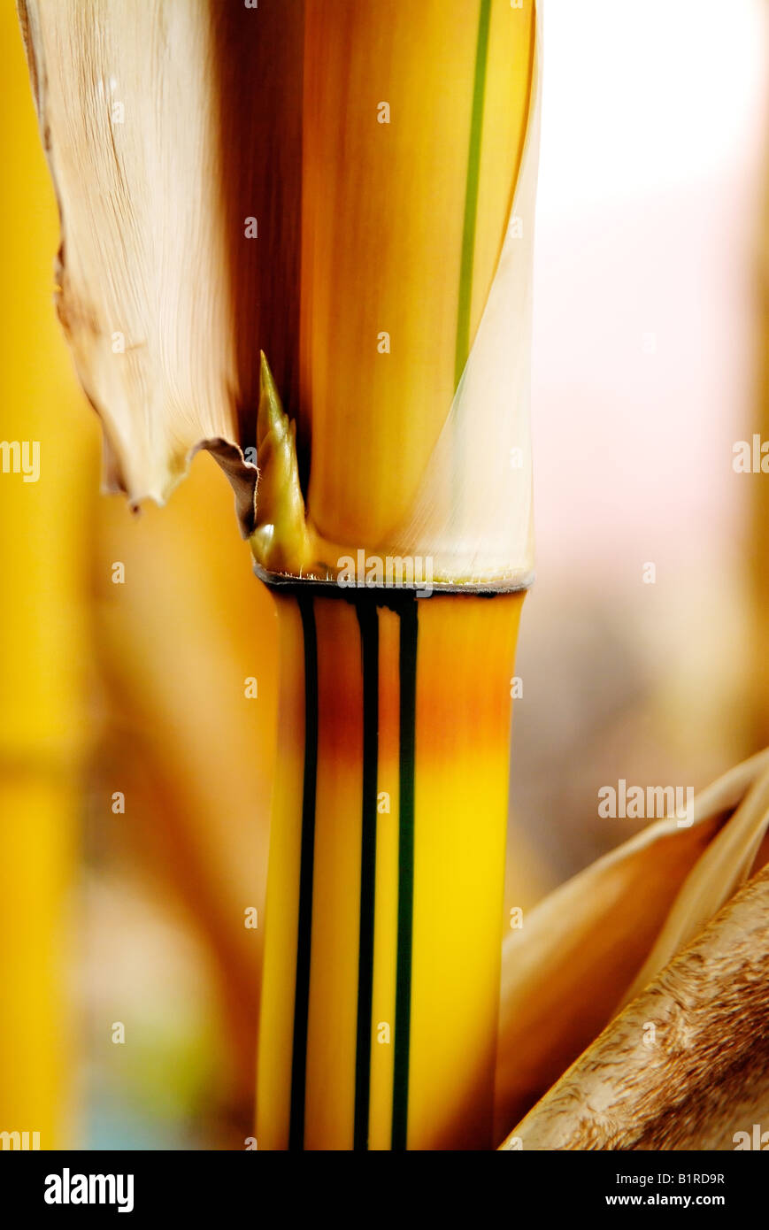 Bamboo shoot emerging from stem Stock Photo - Alamy