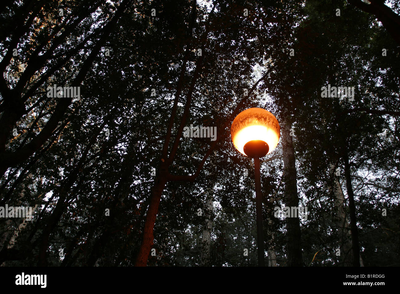one round street lamp at night in dark forest Stock Photo - Alamy