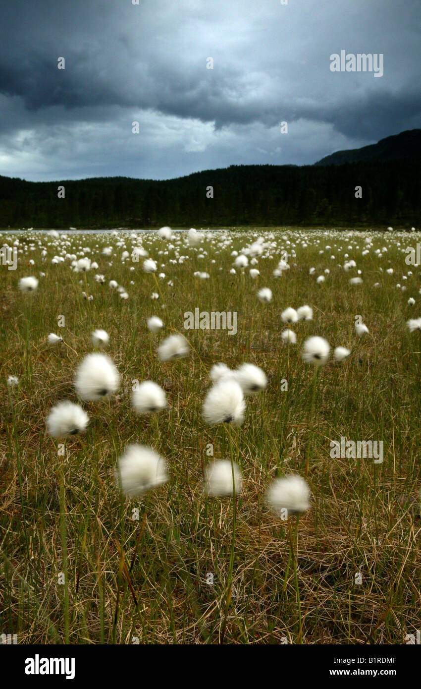 Cotton weed hi-res stock photography and images - Alamy