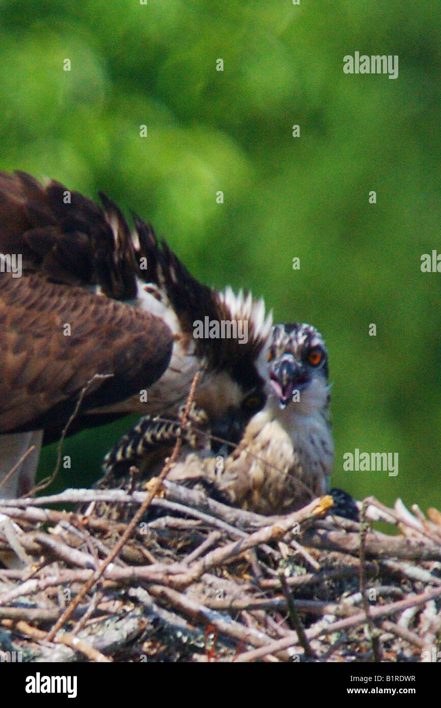An adult Osprey yellow eyes feeds one of its chicks orange eyes in a ...
