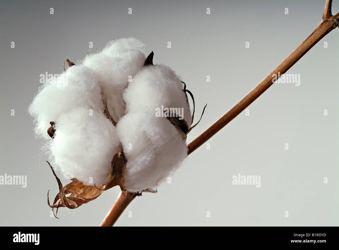Cotton farm studio hi-res stock photography and images - Alamy