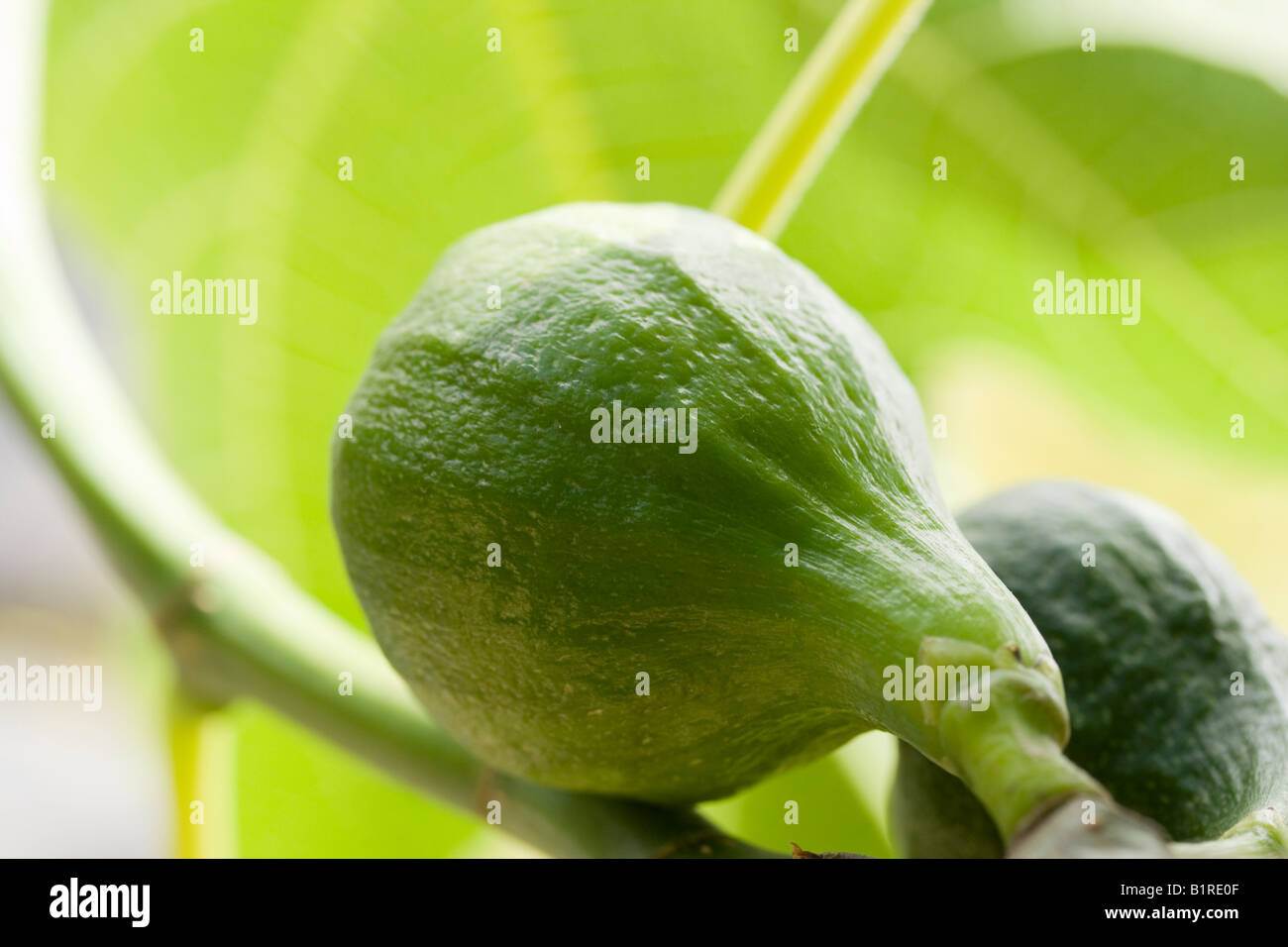 Fig fruit ripening hi-res stock photography and images - Alamy