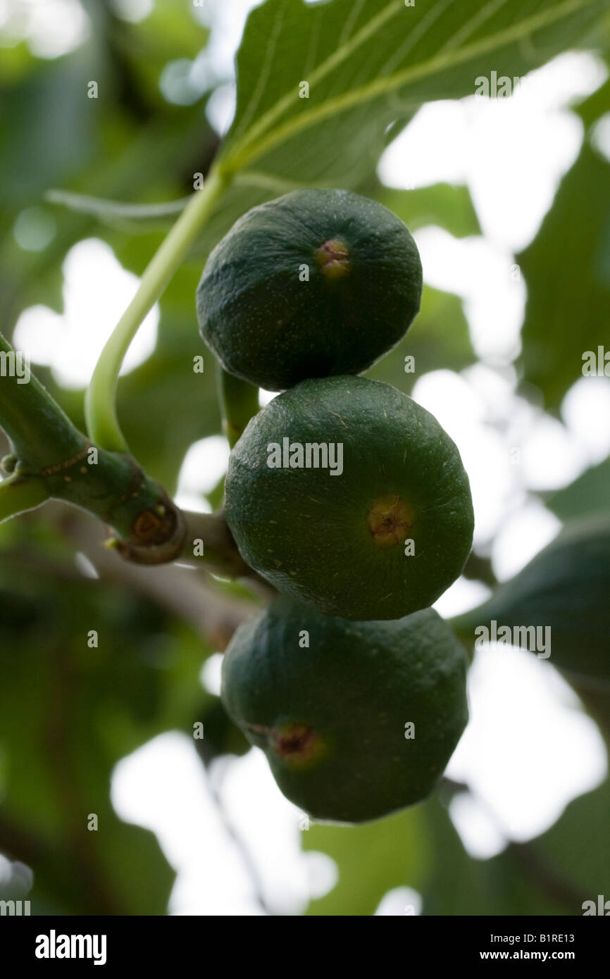 three figs stacked up ripening on fig branch close-up Stock Photo - Alamy
