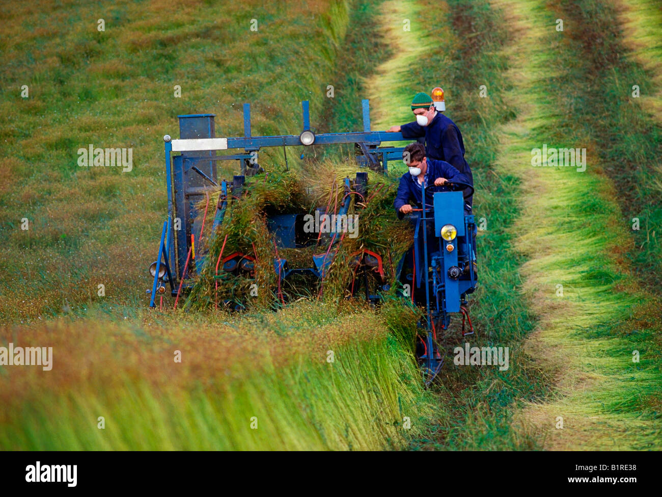 Cutting flax hi-res stock photography and images - Alamy