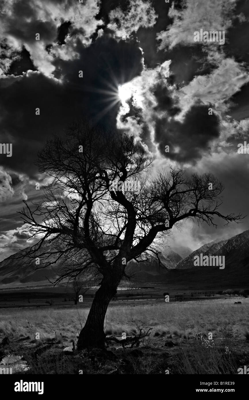 Lone tree in afternoon storm over Sierra Nevada Stock Photo - Alamy