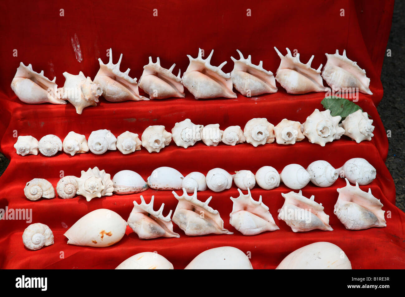 Kerala sea shells hi-res stock photography and images - Alamy
