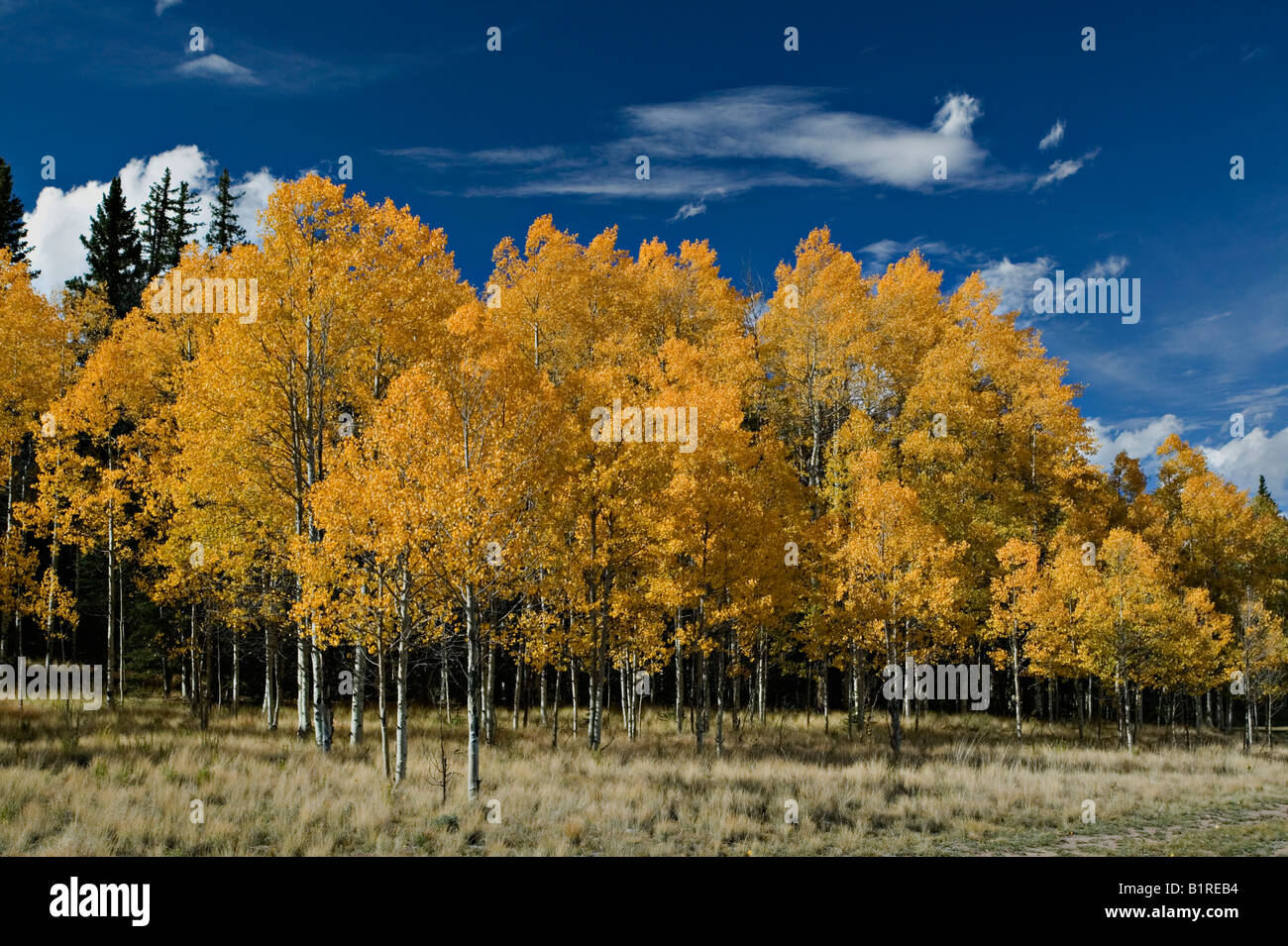 Aspen groove hi-res stock photography and images - Alamy